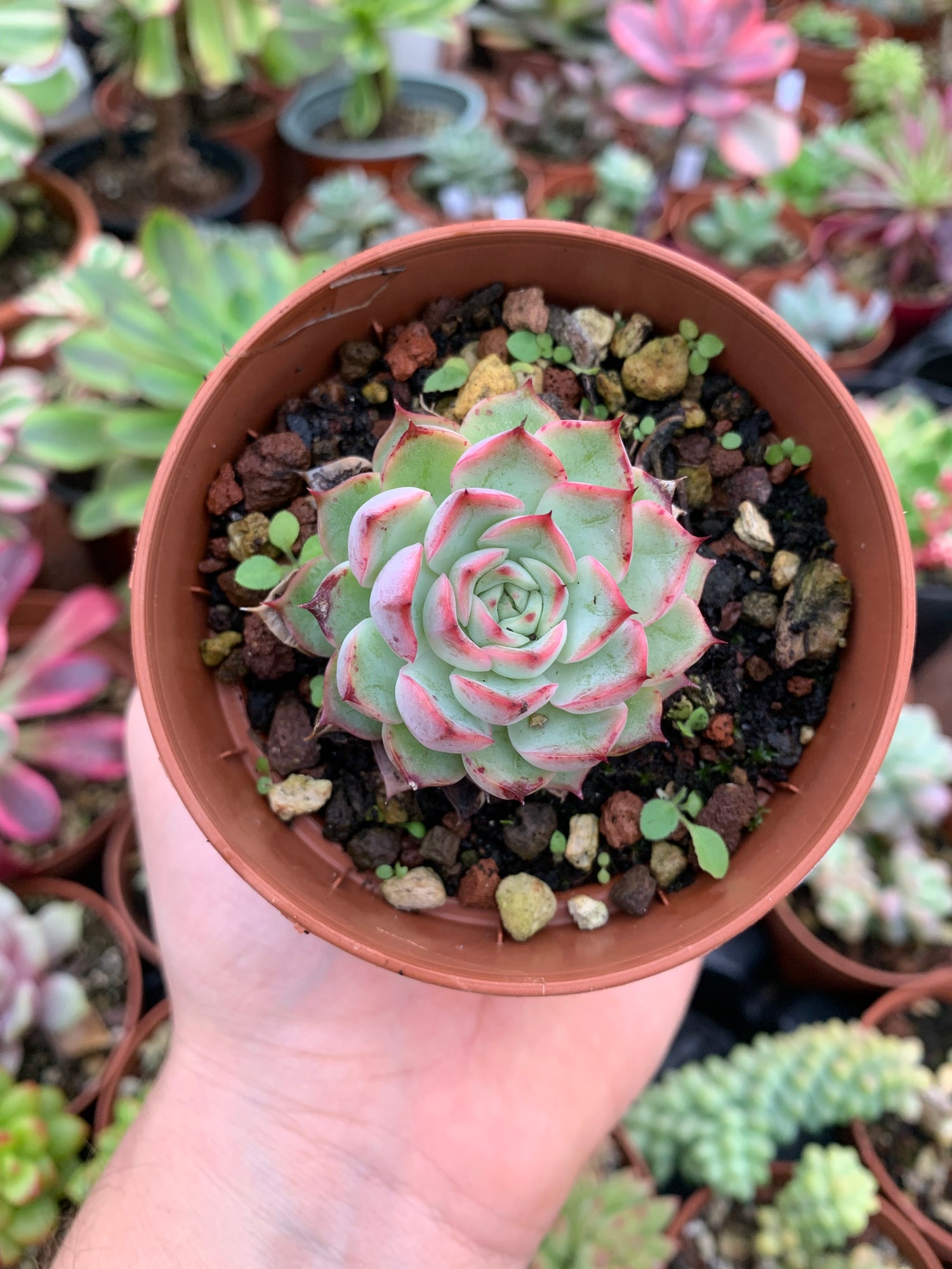 Echeveria "Hallis" (E. halbingeri x E. pulidonis) Korean by ChangHee ...